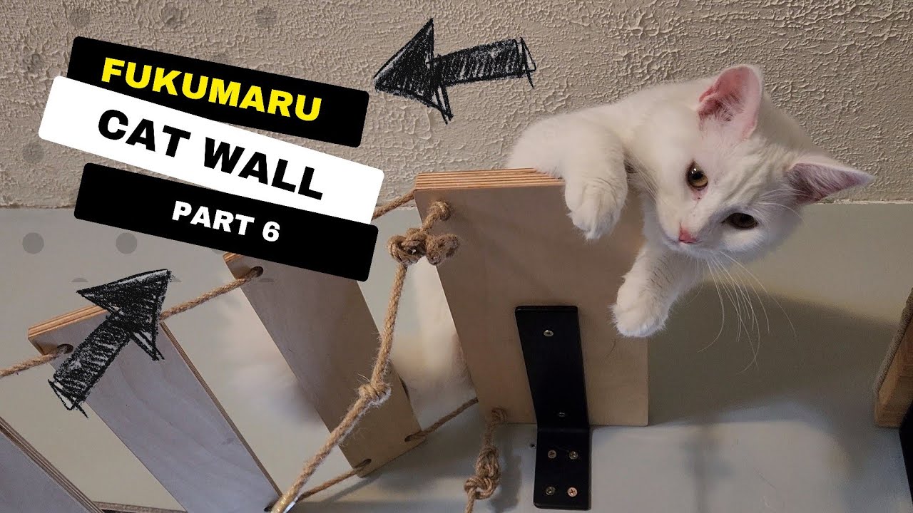 We Are Building A Fukumaru Cat Furnature Wall: Part 6 Cat Bridge - YouTube