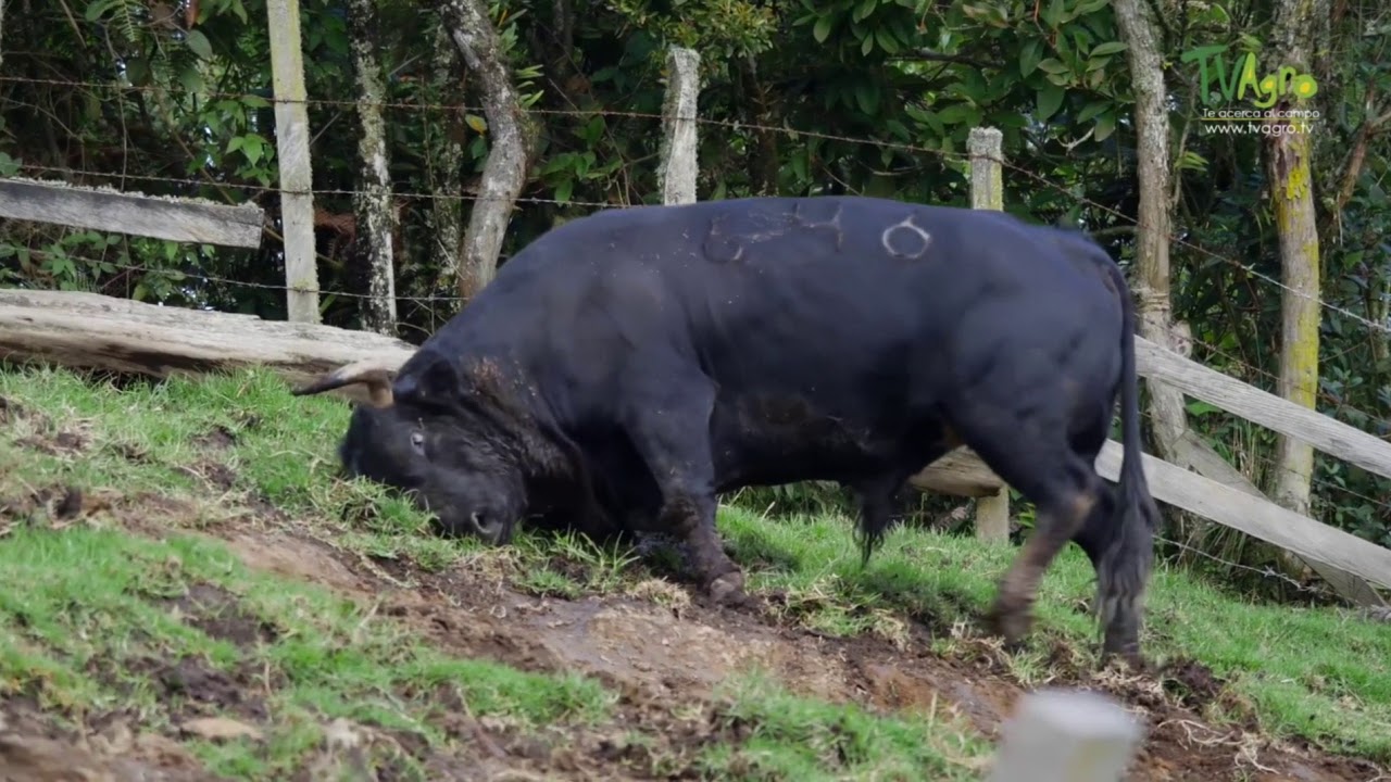 Sandro polanco-Chica'q toro ( primicia 2020) - YouTube