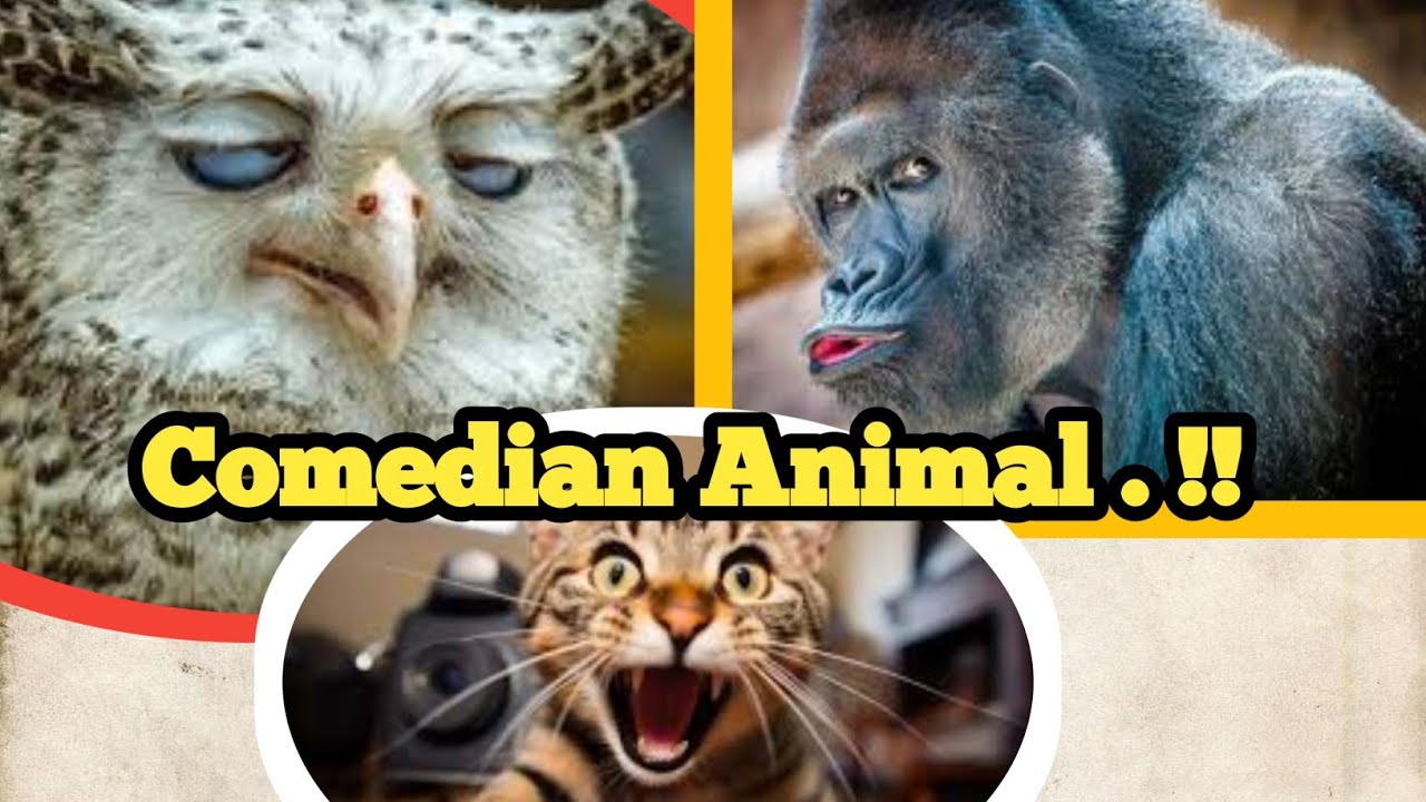 wow animal comedy 😻😻🤣🤣 || Animal ||Comedy || Funniest #comedyshorts ...