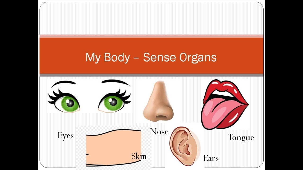 Science Sense Organs YouTube science-sense-organs-youtube
