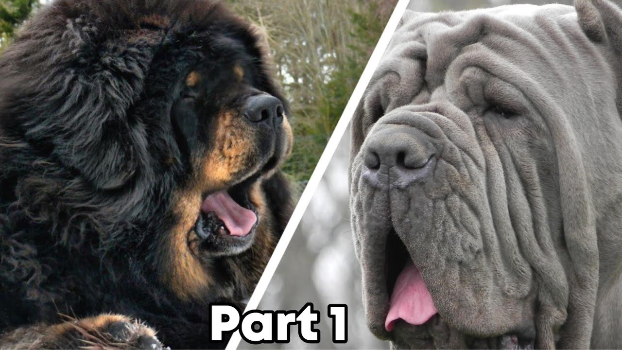 Top Most Dangerous Dogs Breed With Very Huge Body ( Part 1 ) - YouTube