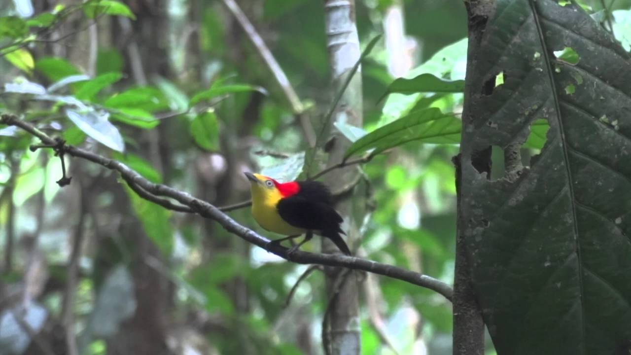 Wire-tailed Manakin (Pipra filicauda) two adult males cooperative ...