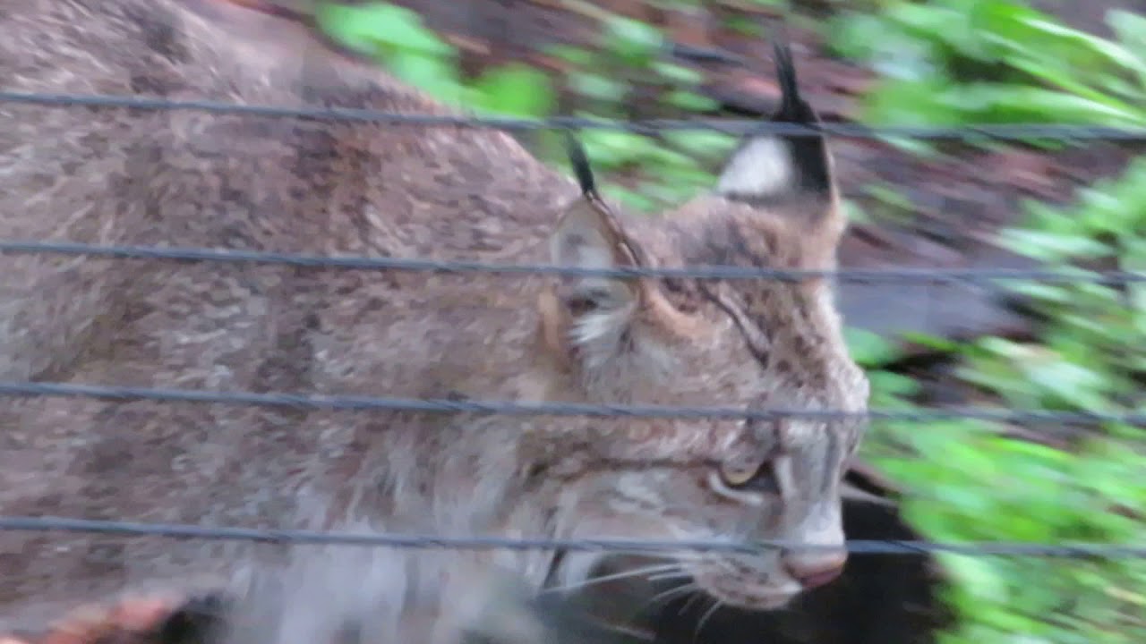 Canada lynx at the Toronto Zoo - YouTube