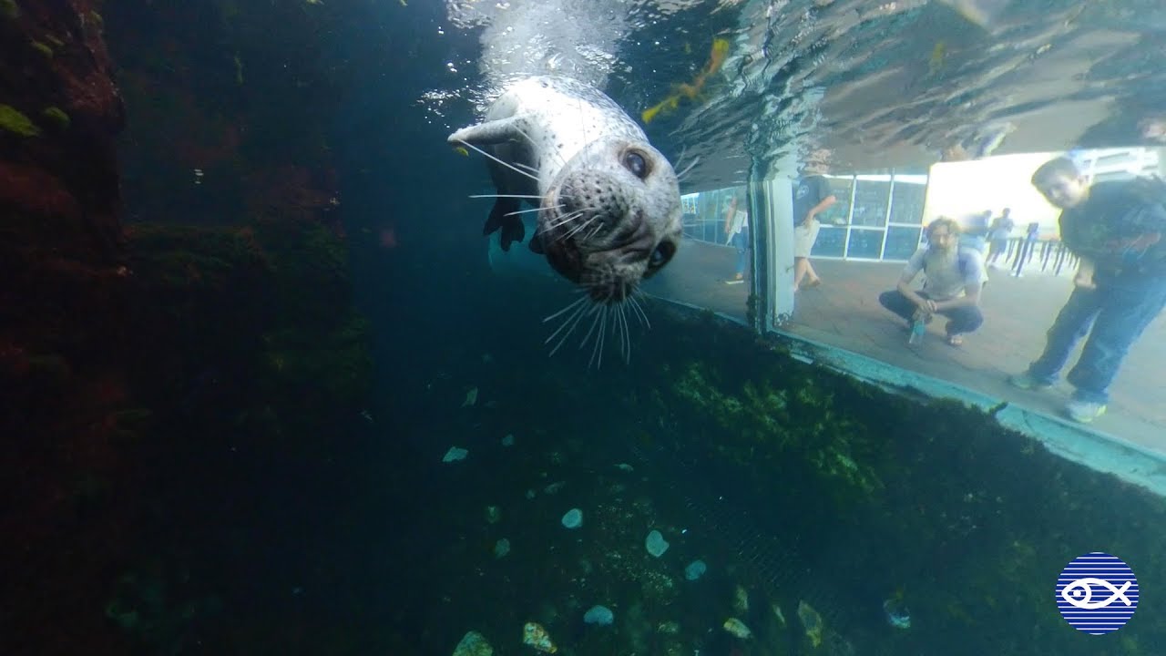 Inside the Harbor Seal Exhibit! - YouTube
