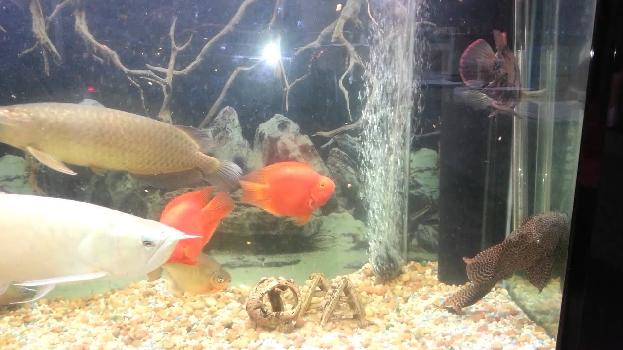 Fish tank in chinese restaurant - YouTube