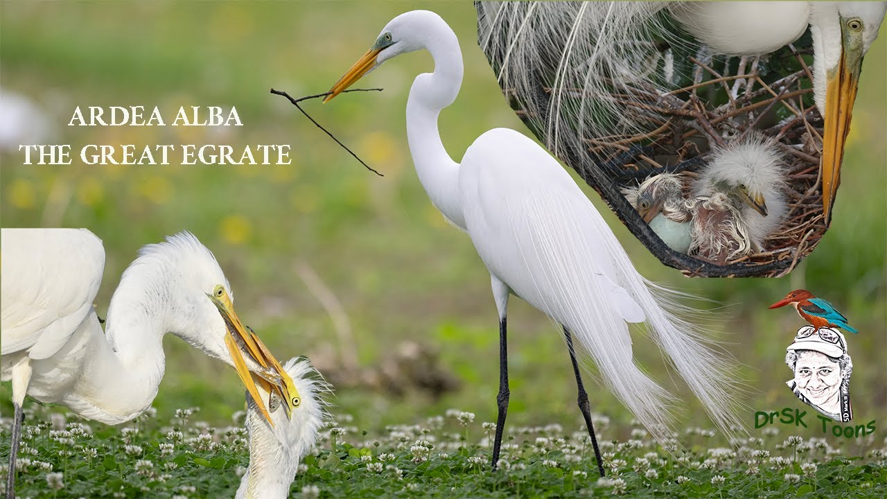 Ardea alba - The Great Egrate - YouTube