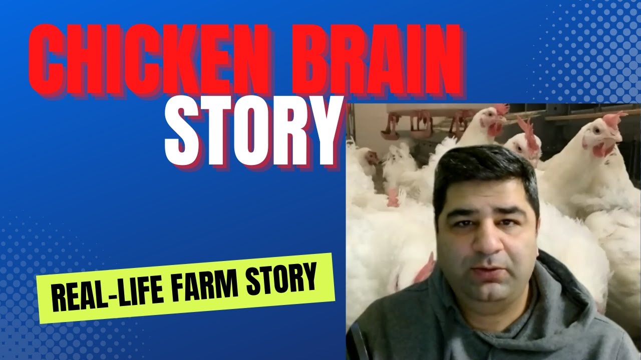 Chicken brain story - YouTube
