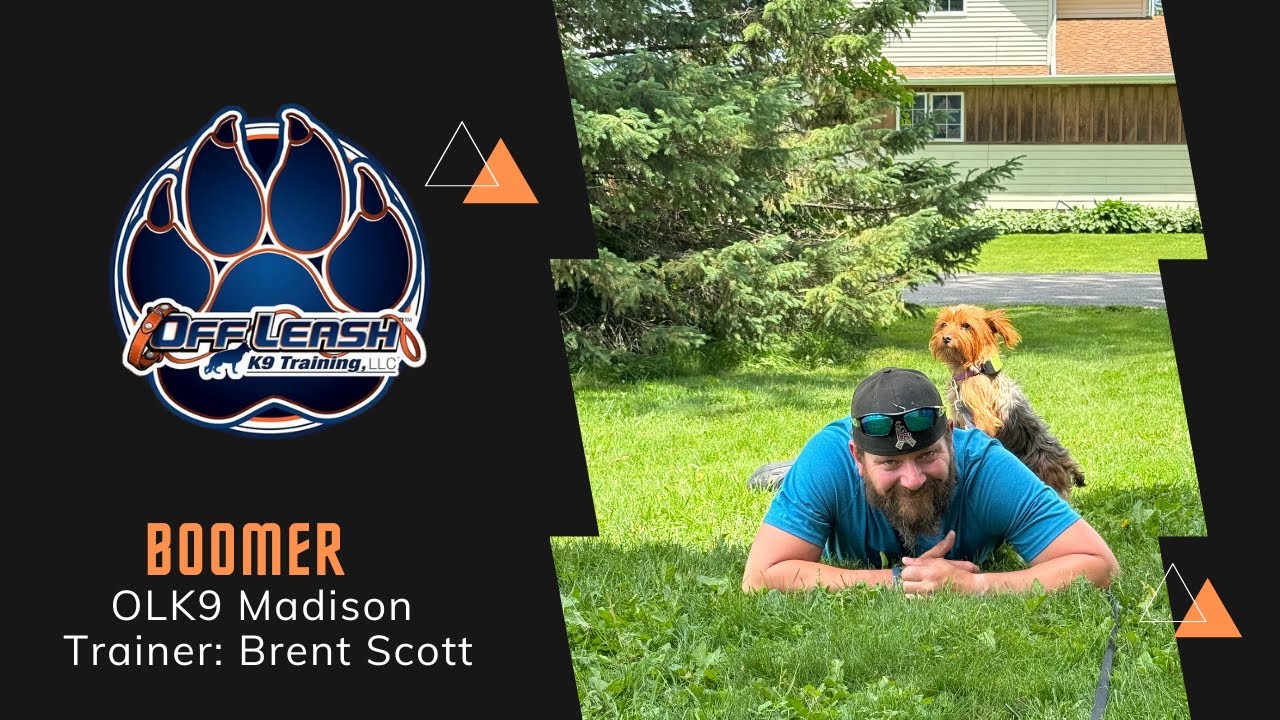 1 year old Yorkshire Terrier "Boomer" | Small But Mighty | Madison Dog ...
