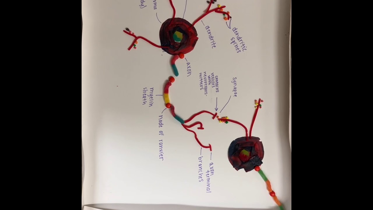 AP Psych Candy Neuron - YouTube