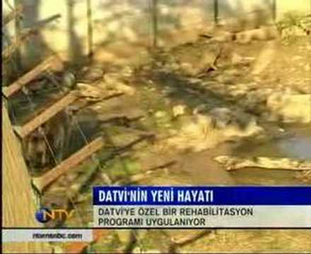 datvi - YouTube