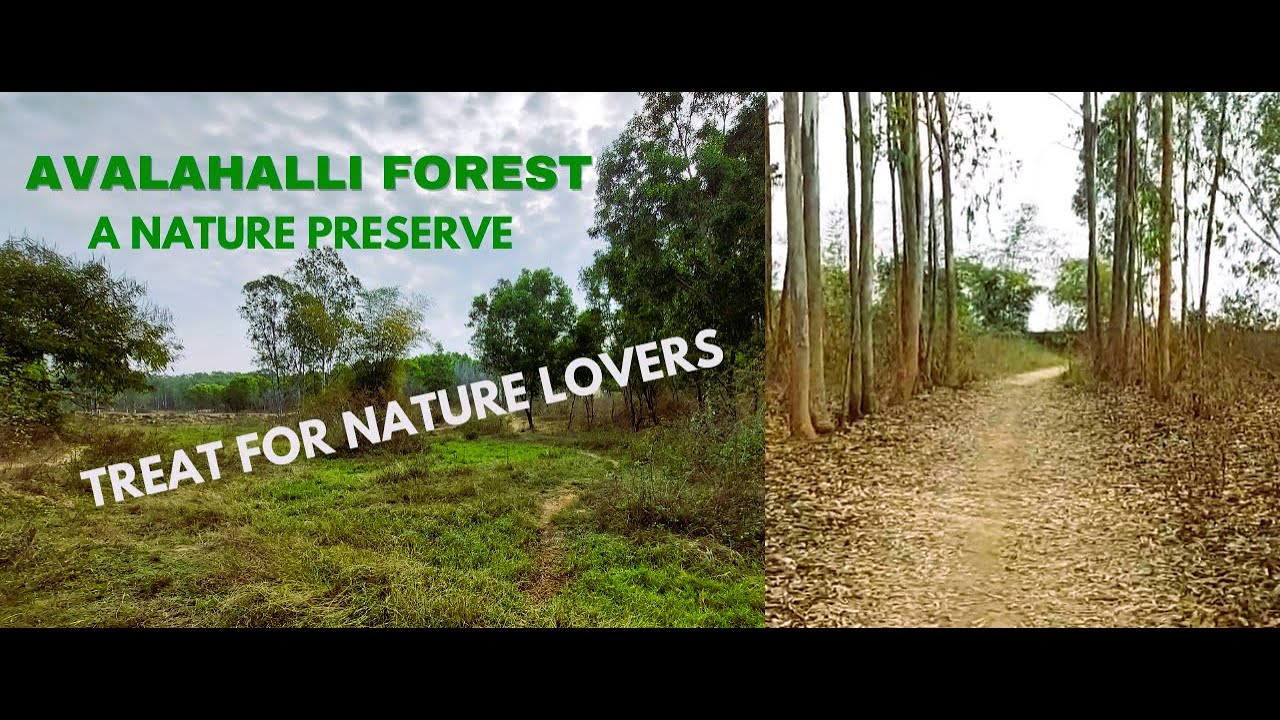 Avalahalli Forest Bangalore II A Nature Preserve II Treat For Nature ...