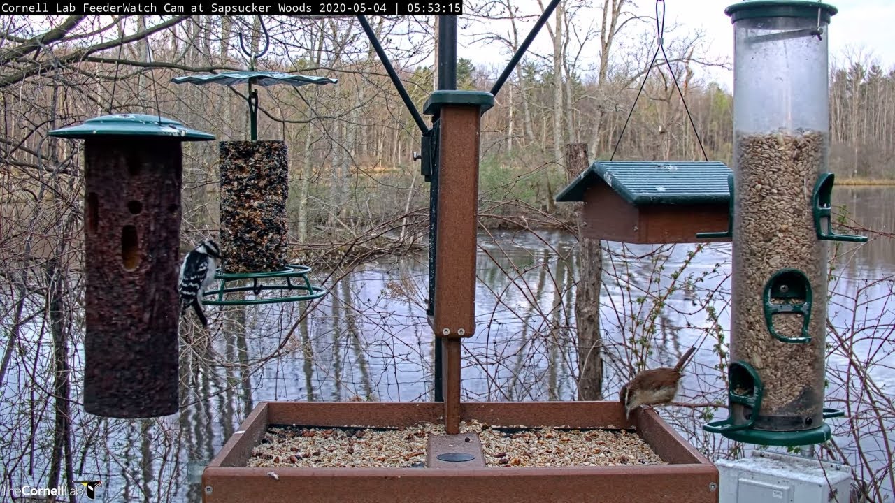 Carolina Wren Visits Cornell Feeders After Sunrise – May 4, 2020 - YouTube