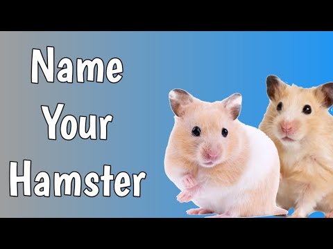 Top Picks: The Ultimate Guide To Naming Your Pet Hamster - YouTube