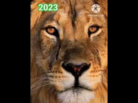 2023 Lion image and 5000 bce lion image - YouTube