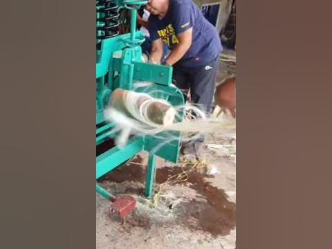 Abaca Fiber Extraction - YouTube