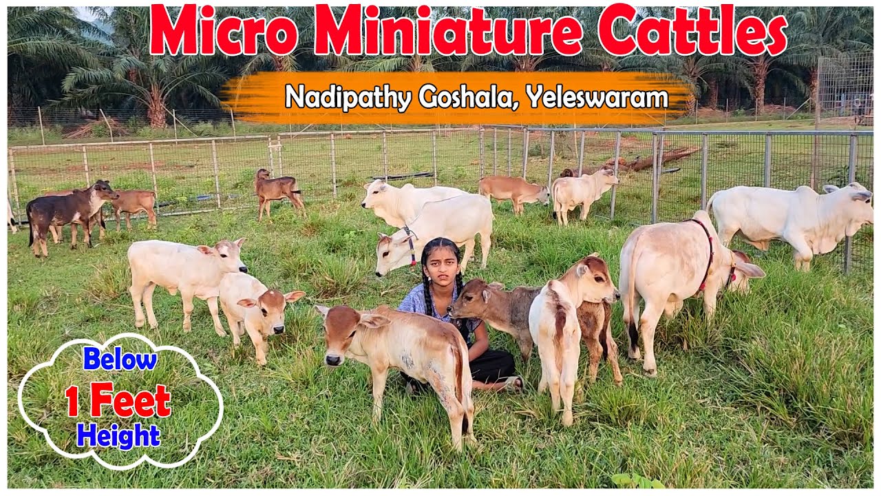 Micro miniature cows playing in the farm |Nadipathy Goshala| #viral # ...