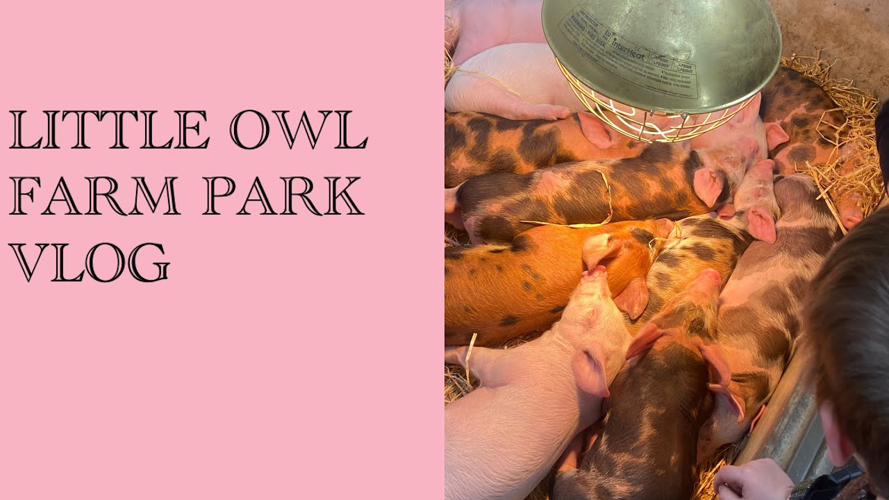 LITTLE OWL FARM PARK VLOG! - YouTube