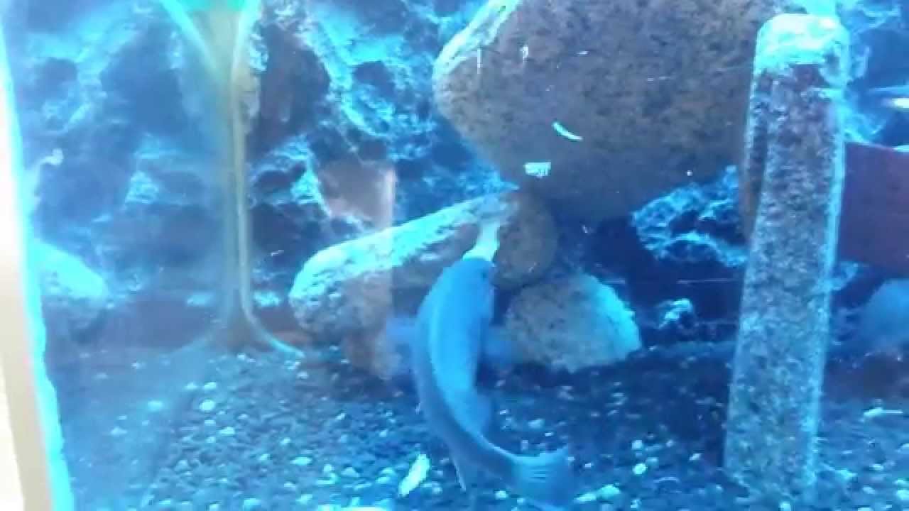 My spangled perch eating. - YouTube