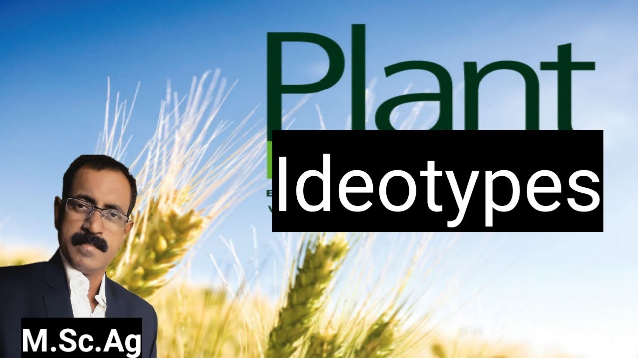 Plant Ideotypes and New Plant Types - YouTube