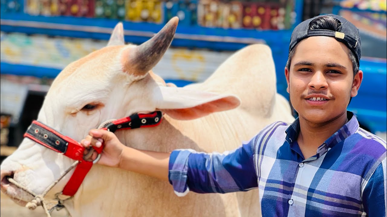 Hyderabad Mandi | Rate Bohat High 😳 | Mujeeb Vlogs Official - YouTube