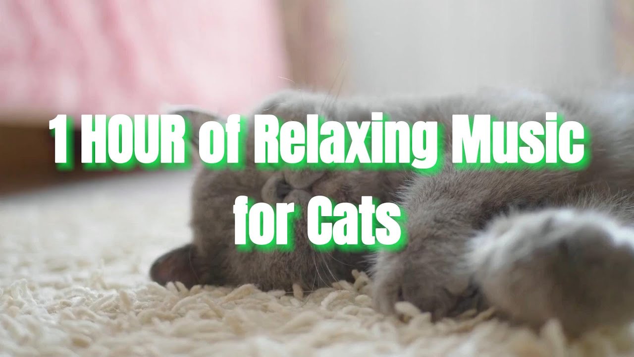 1 HOUR of Relaxing Music for Cats - YouTube