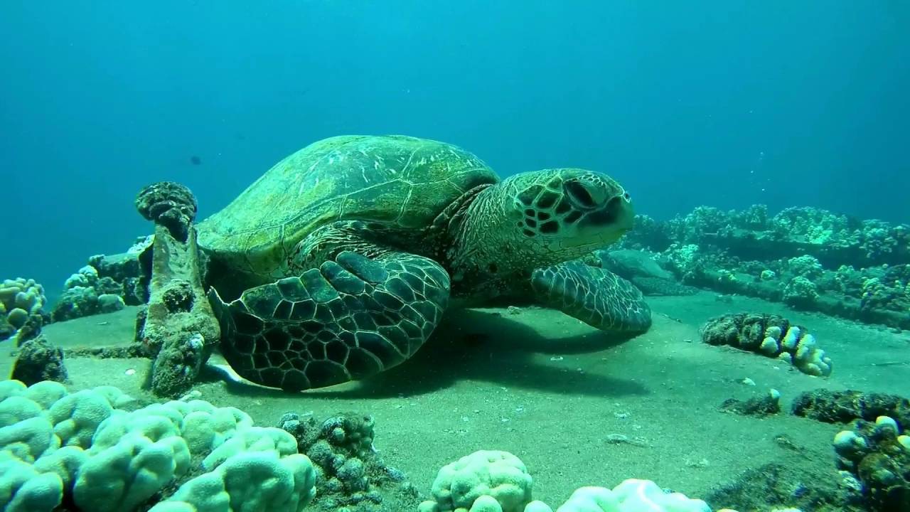 Turtles itching - Mala Ramp - Lahaina, Maui 2016-08-08 - YouTube