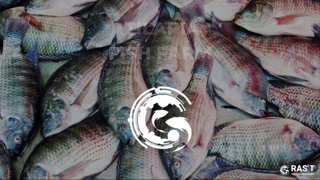 Fern Fish Limited - Tilapia RAS - YouTube