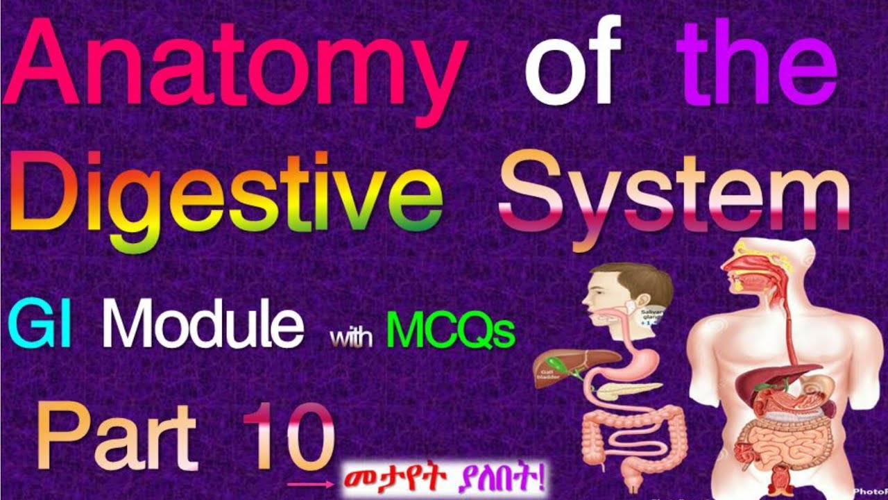 Anatomy of the Digestive System, GI Module, Part 10, Based on the new ...