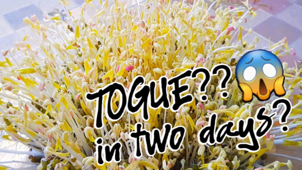 HOW TO GROW FASTER YOUR MONGO SPROUT (togue) IN TWO DAYS?? |watch this ...