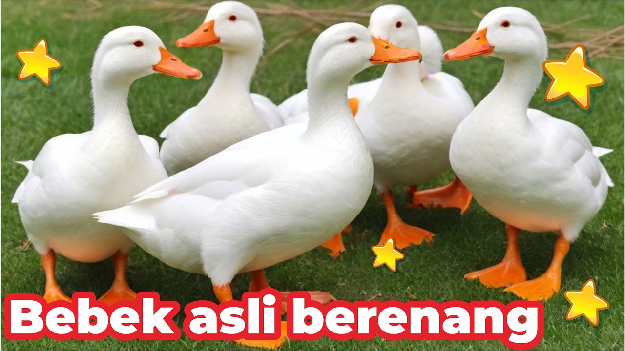 BEBEK , BEBEK ADUS KALI LAGU DJ , BEBEK ADUS KALI JAWA , BEBEK ASLI ...