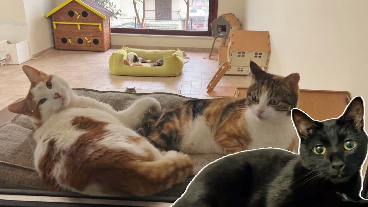 Does My Cat Get Jealous When I'm with Other Cats? - YouTube