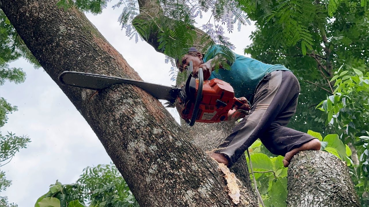 Dramatic... Cut down twin trees near the house ‼️ - YouTube