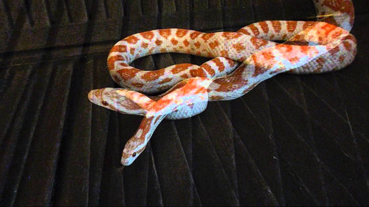 Picture Perfect Series #2 ~ Red Red the Corn Snake - YouTube