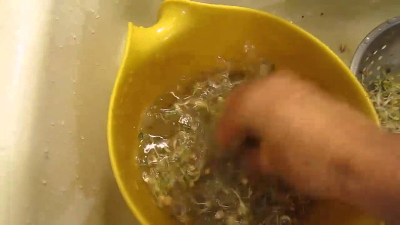 Washing the Hulls off Bean Sprouts - YouTube