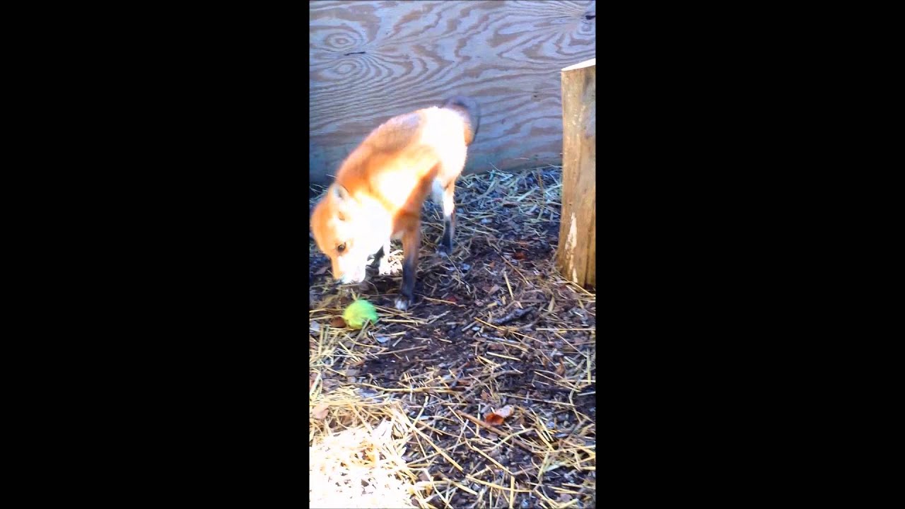 Fox v Mouse, Nature's Nursery - YouTube