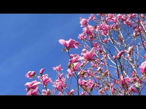 Jacques Prévert Pour toi mon amour - YouTube