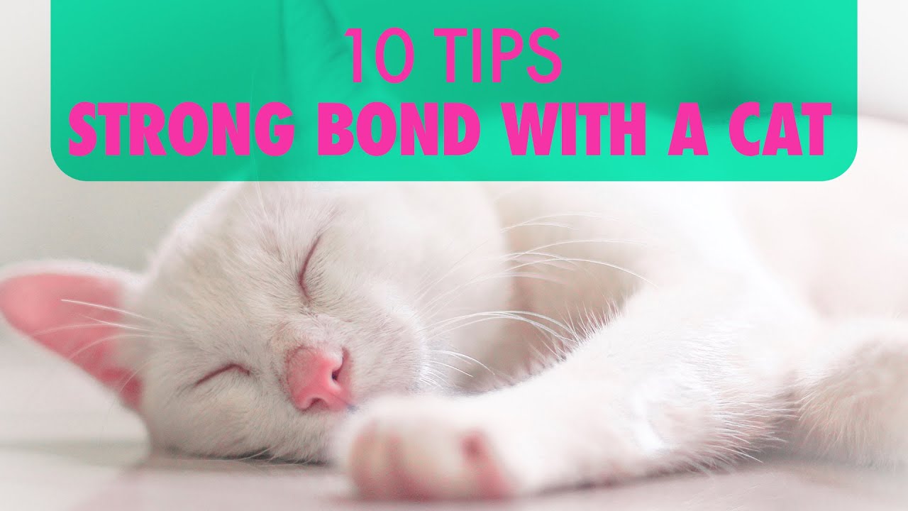 10 Scientifically Grounded Ways to Create a Strong Bond with a Cat 😍 ...