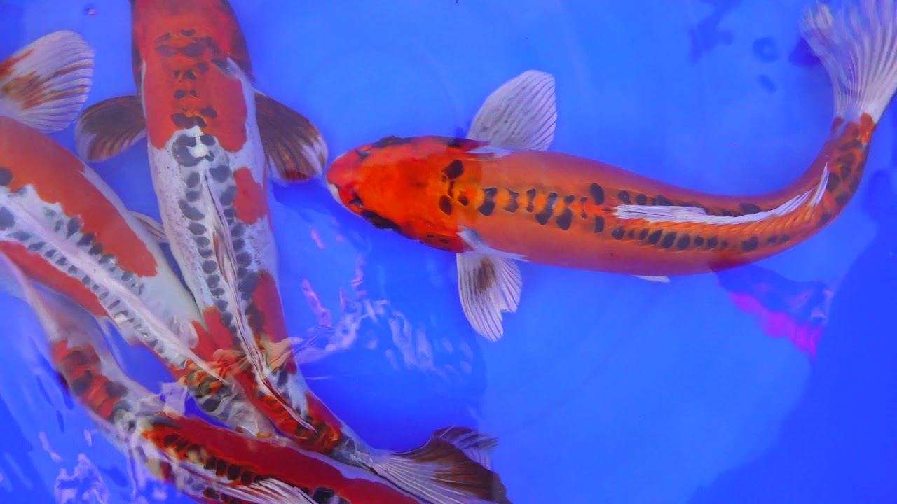 HQ Sansai Mix Ozumi Ikarashi ca 45cm Yonsai Female - YouTube