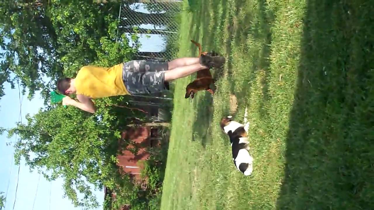 Funny Dog riding a zip line - YouTube
