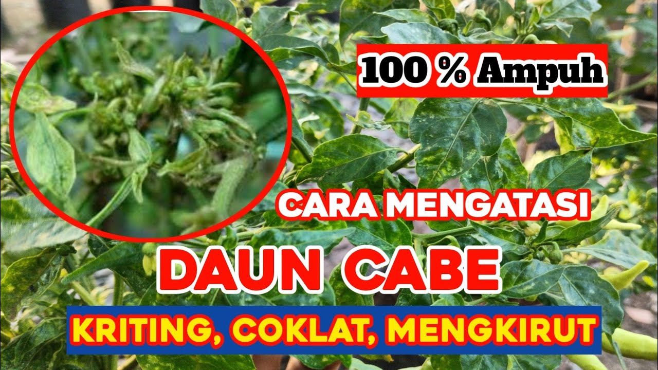 Cara mengatasi pucuk daun cabe kriting hitam mengkerut - YouTube