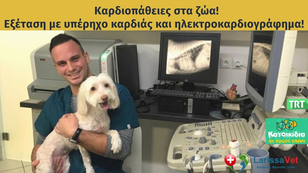 Καρδιοπάθειες στα ζώα! Υπέρηχος καρδιάς & ηλεκτροκαρδιογράφημα! Απ ...