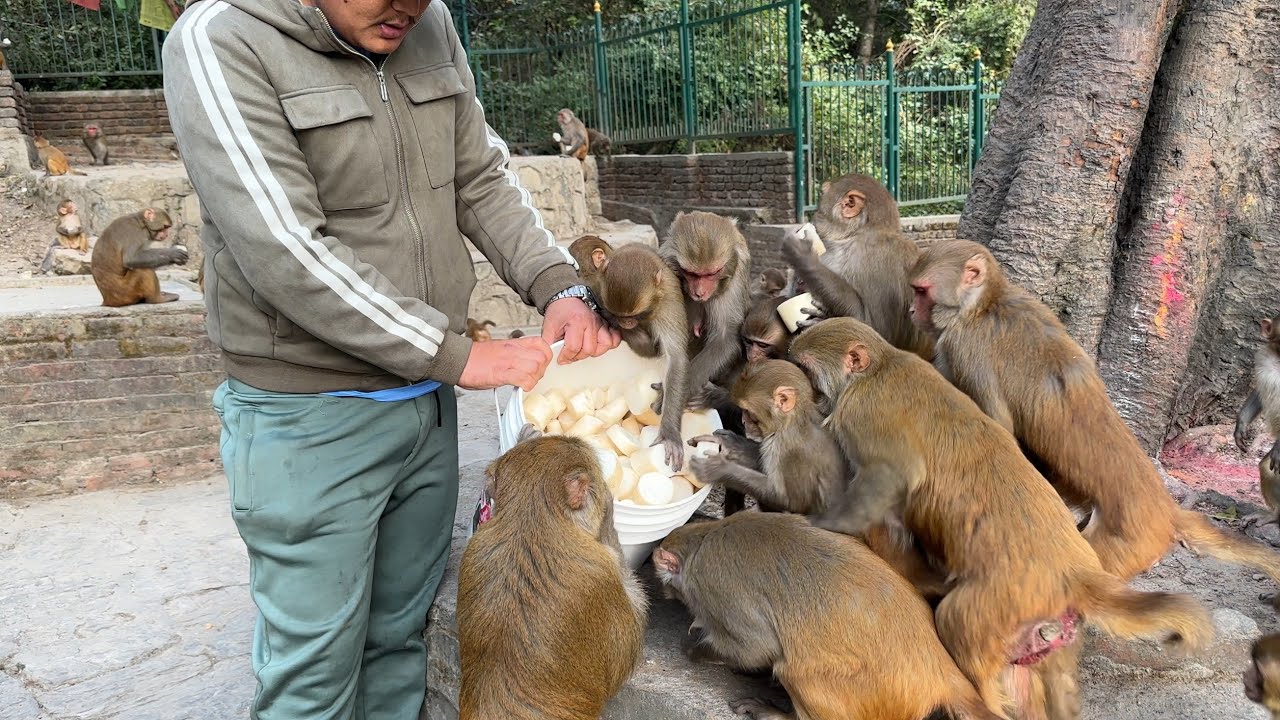 Feeding a 70-pound radish to a monkey in the forest & assisting with a ...