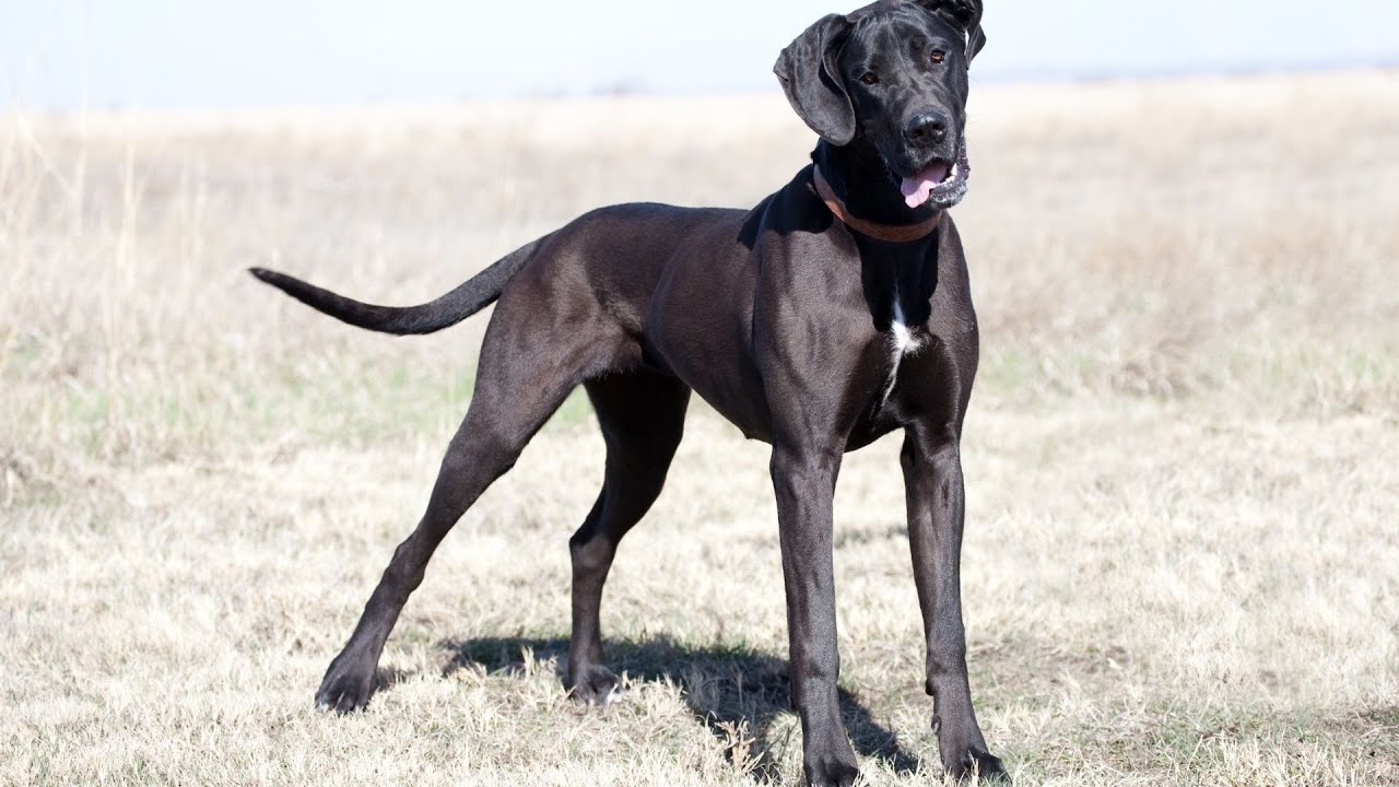 Laugh Out Loud Great Dane s Hilarious Encounters with Wildlife - YouTube