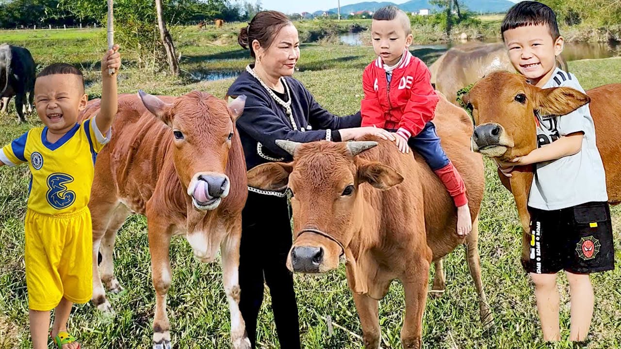 con bò - tổng hợp nhạc con bò - liên khúc nhạc con bò sôi động - danh ...