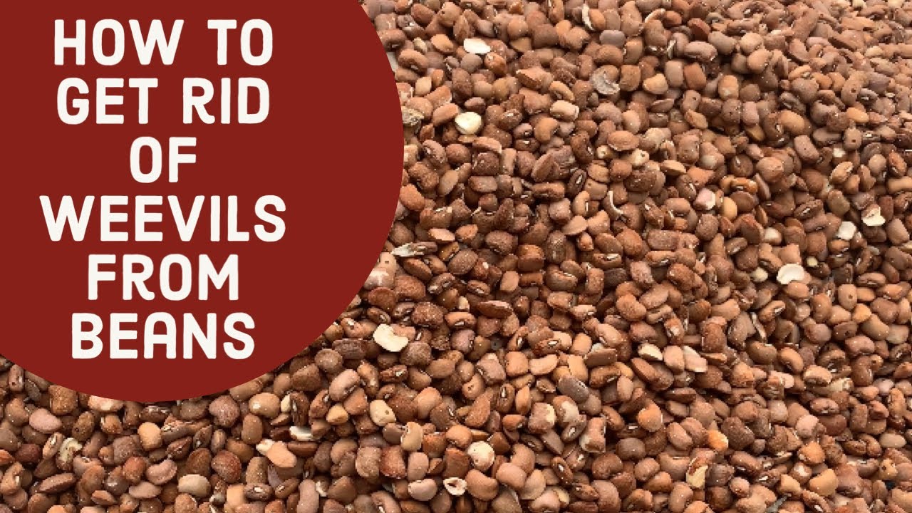 How To Salvage Weevil Infested Beans To Become As Good As New - YouTube