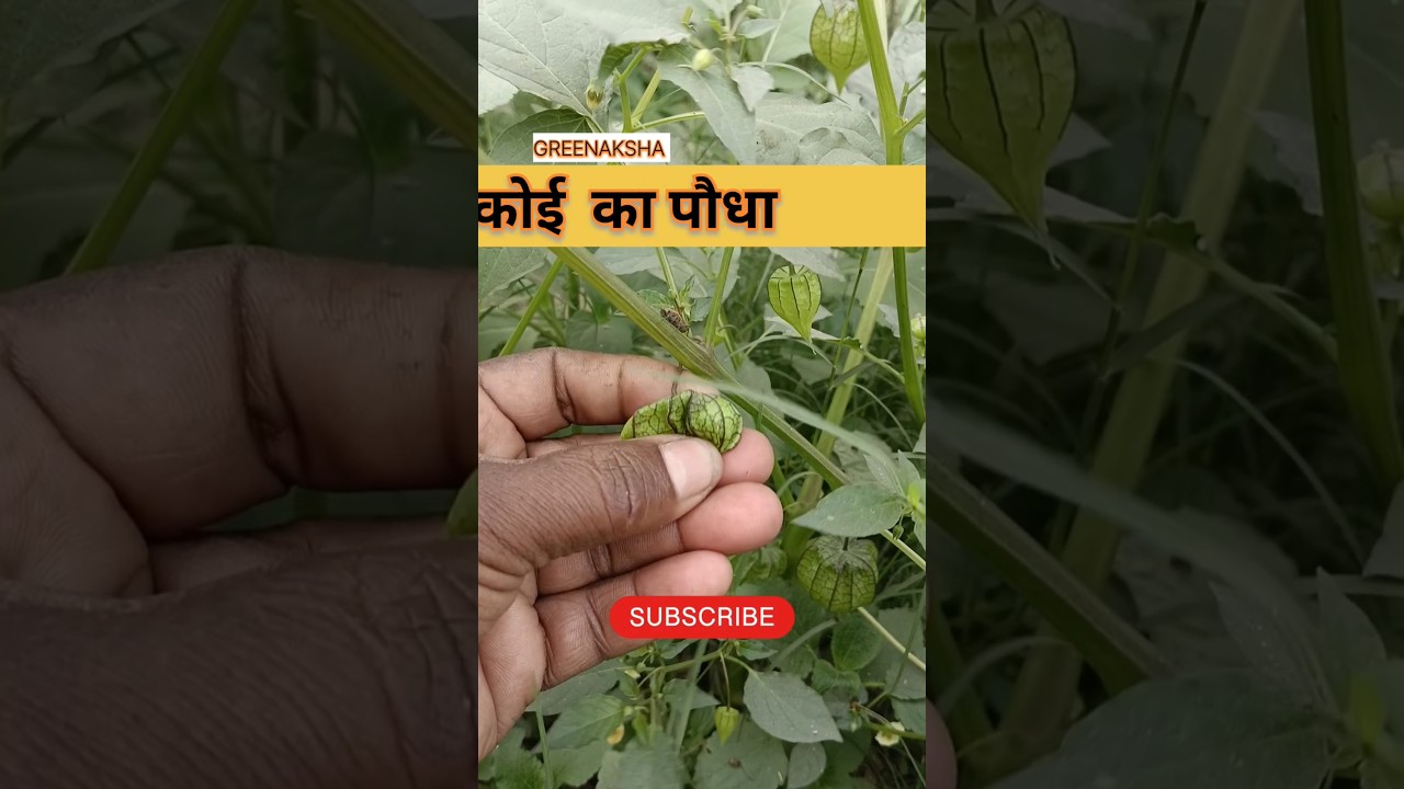 Makoi Plant।#greenaksha #ytshorts #makoi। - YouTube