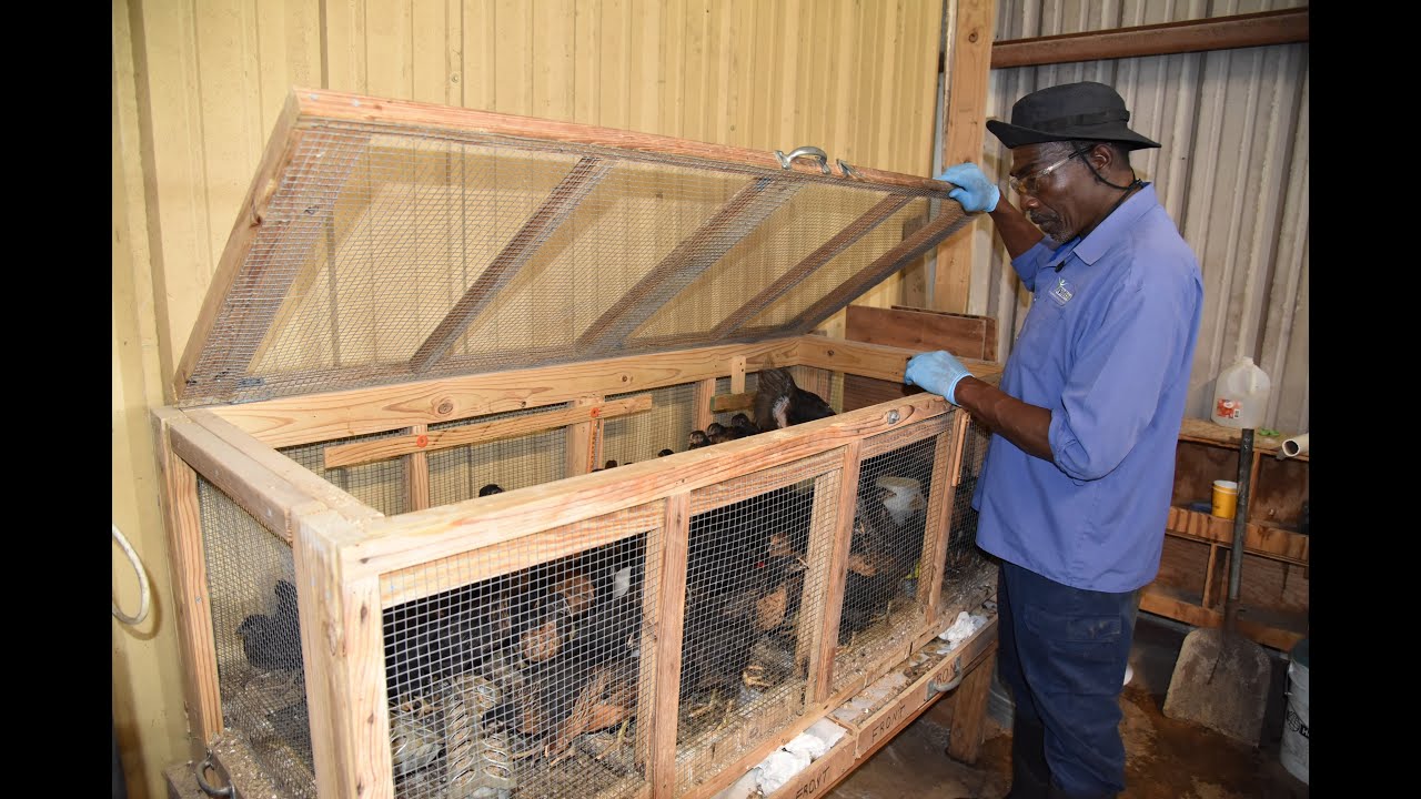 Sentinel chickens prepared for move to new home. - YouTube