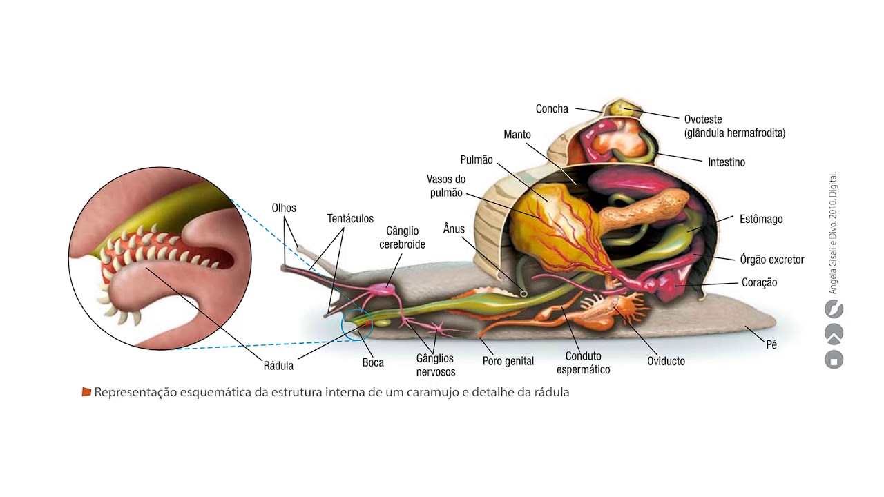 Filo Mollusca - 2 MA e B - Biologia - Profª Adriana - 25 a 29/05 - YouTube