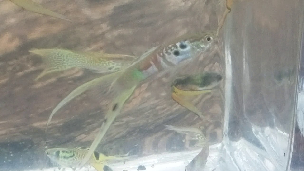 A304b Double Swordtail Guppies - YouTube