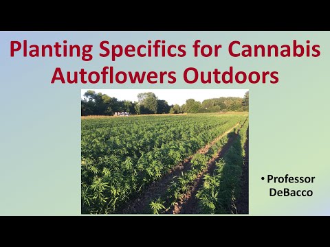 How Do Auto Flower Cannabis Plants Produce Outdoors